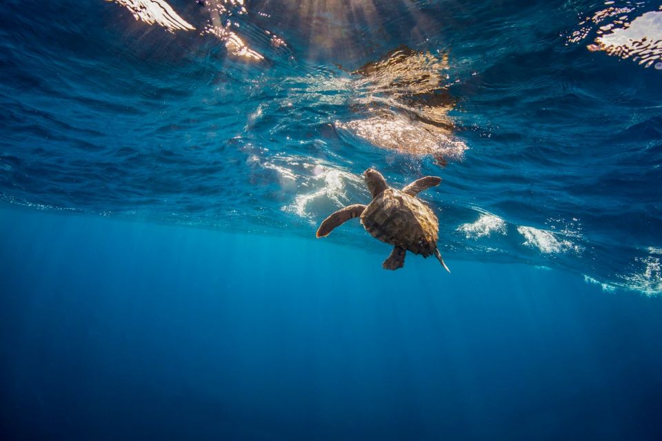 Watch loggerhead sea turtles cross the Pacific Ocean | Stanford Report