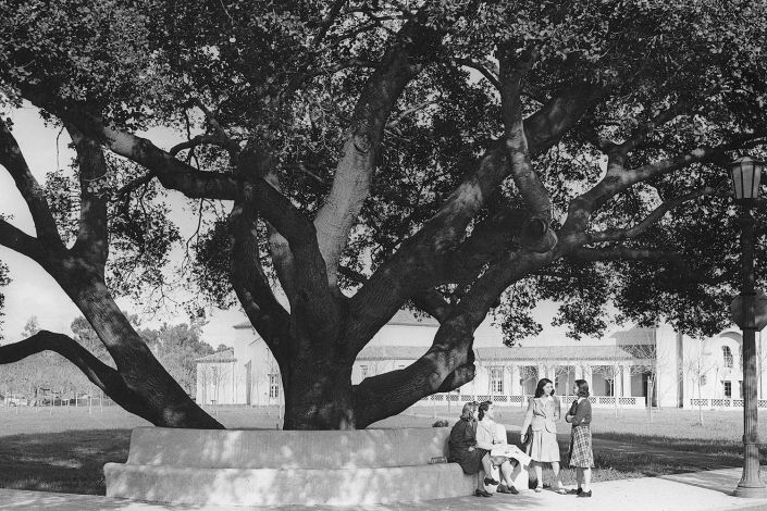 Bicentennial Oak now history, but wood being saved | Stanford Report