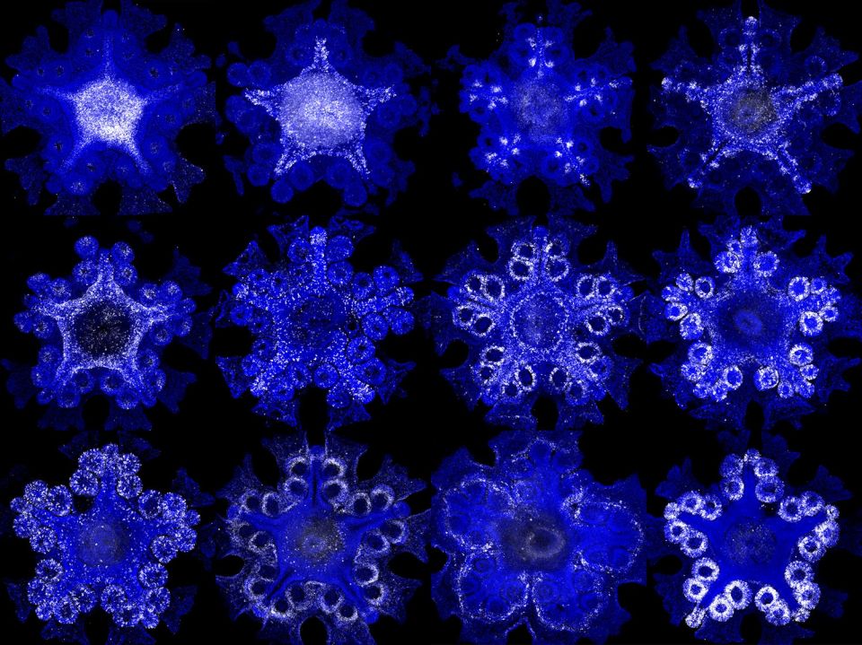 Study reveals location of starfish’s head | Stanford Report