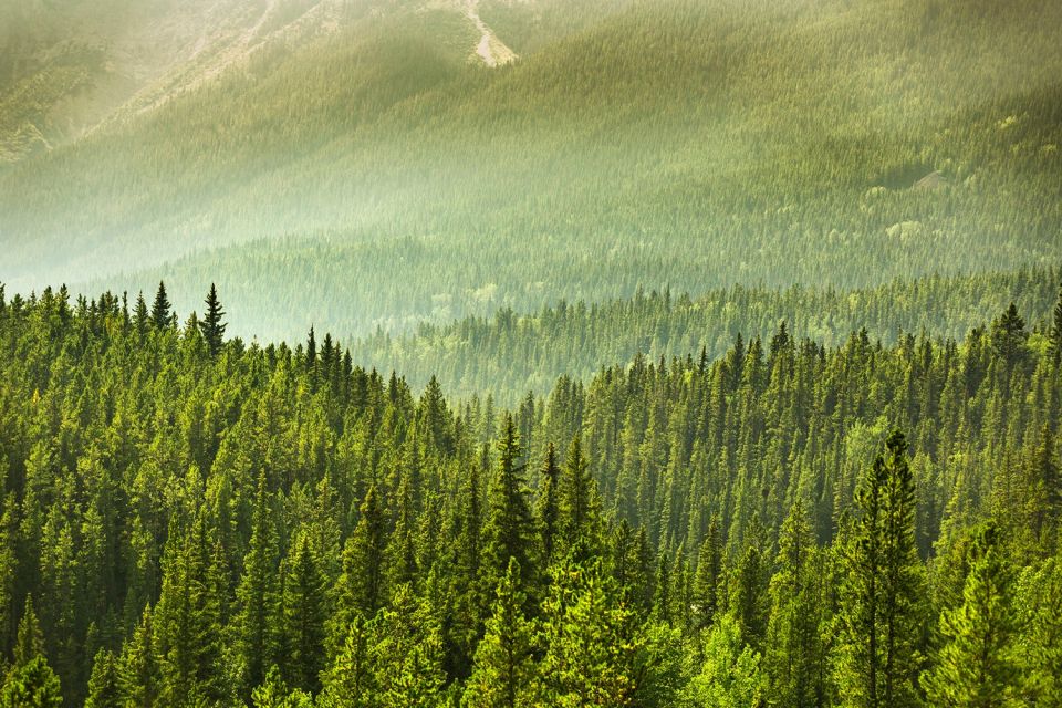 One of Earth’s biggest carbon sinks has been overestimated | Stanford ...