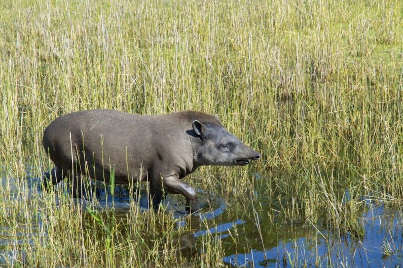 Stanford study finds Amazon rainforest may be home to more animals than ...