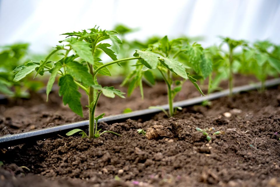 A better, faster tool for saving water on farms | Stanford Report