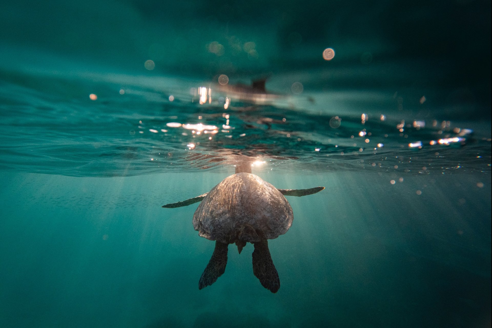 Sustainability photo contest showcases climate work in pictures ...