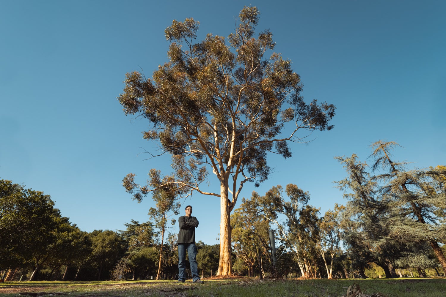 Campus trees depict evolutionary concepts | Stanford Report