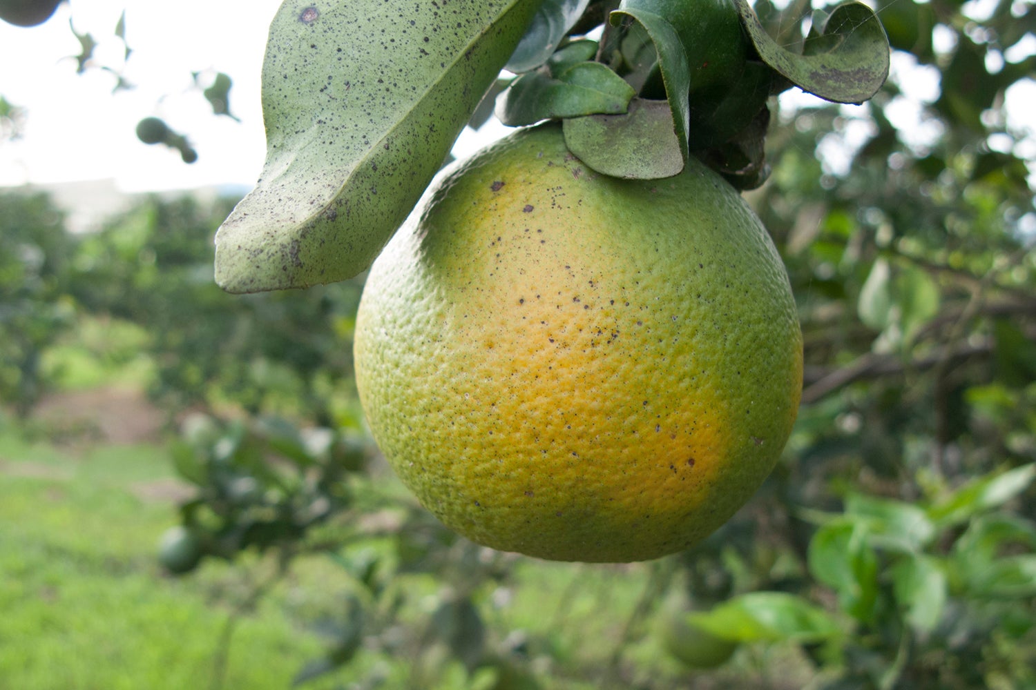 Potential treatments for citrus greening | Stanford Report