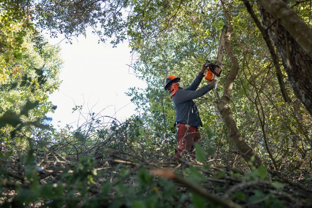 Interns make an impact at Jasper Ridge | Stanford Report
