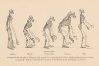 Course and exhibition explore our relationship with apes | Stanford Report