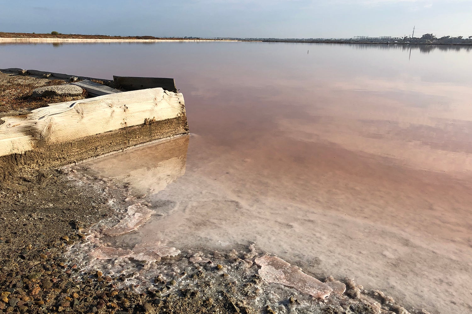Stanford study predicts new limit of life at high salinity | Stanford ...