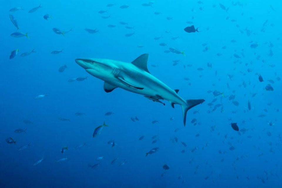 Large marine protected areas effectively protect reef shark populations ...