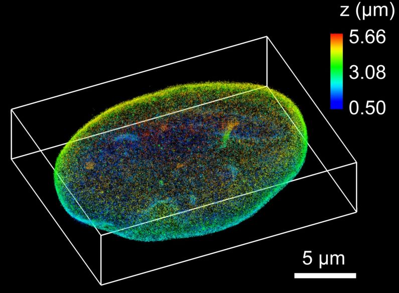 Seeing nanoscale details in mammalian cells | Stanford Report