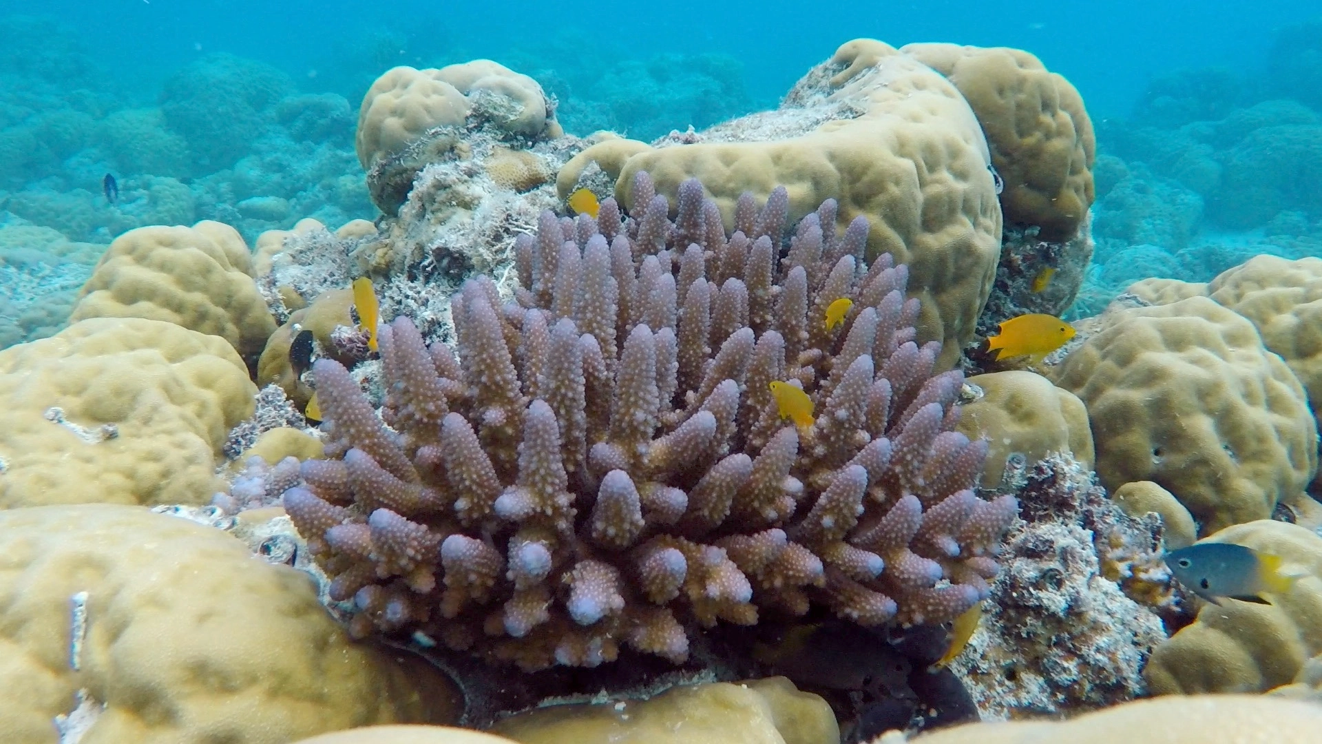 Palau Reefs Coral Fish Free Photos | Palau Coral Reef And Fish⑧