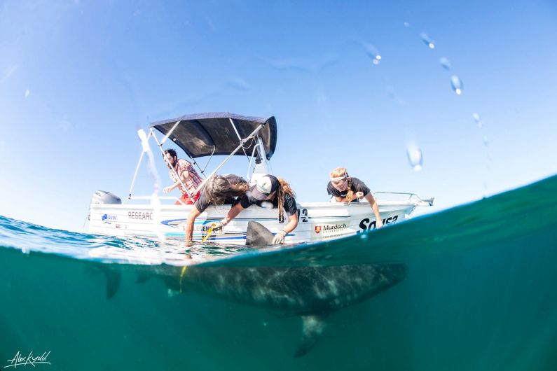 Scientists take a deep dive into how sharks use the ocean | Stanford Report