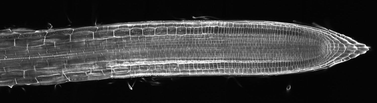 ‘Extreme’ plants grow faster in the face of stress | Stanford Report