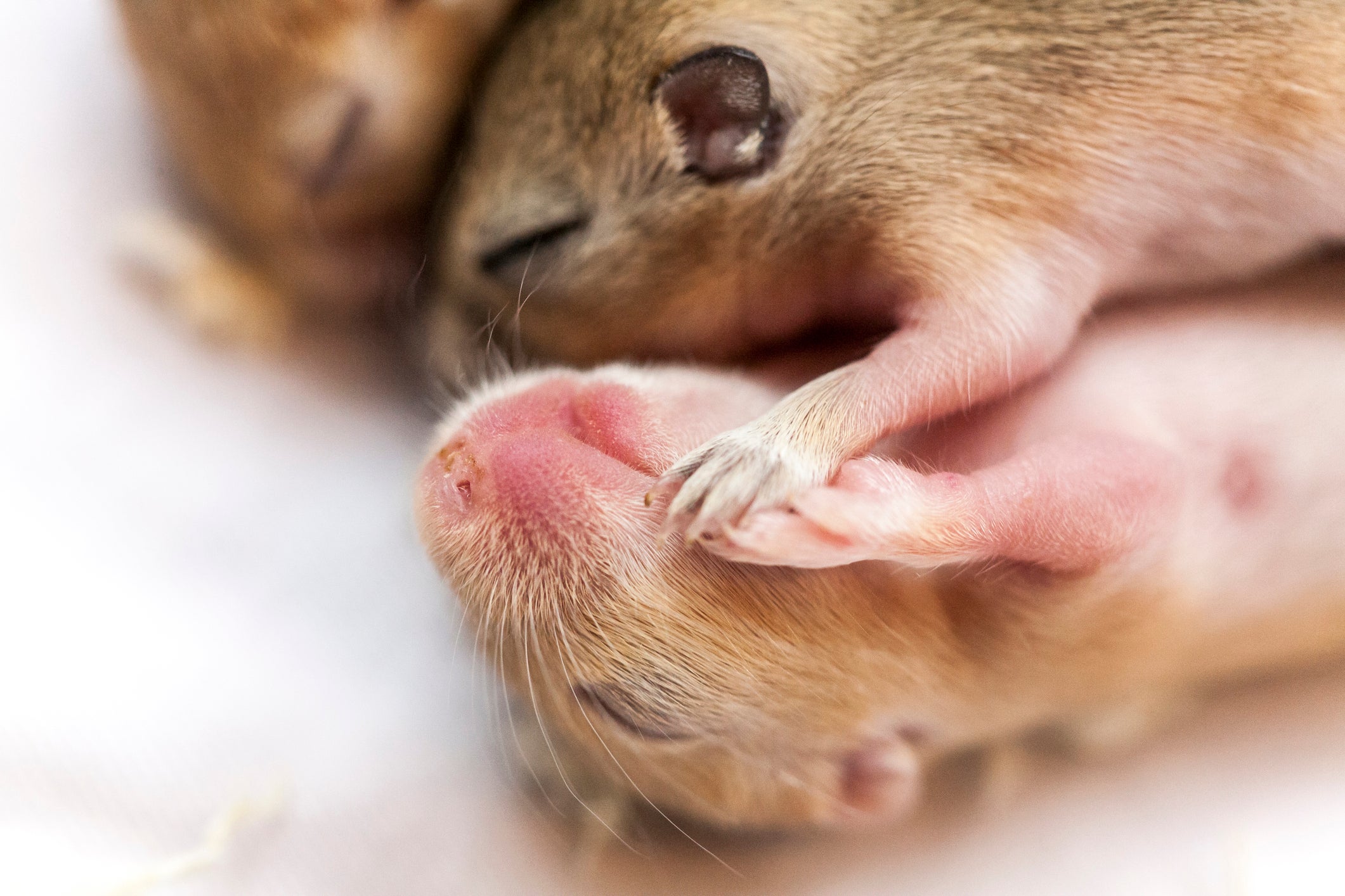 Keeping memories intact requires plenty of sleep | Stanford Report