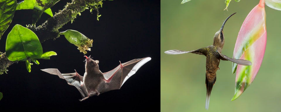 Comparing hovering bats and hummingbirds | Stanford Report