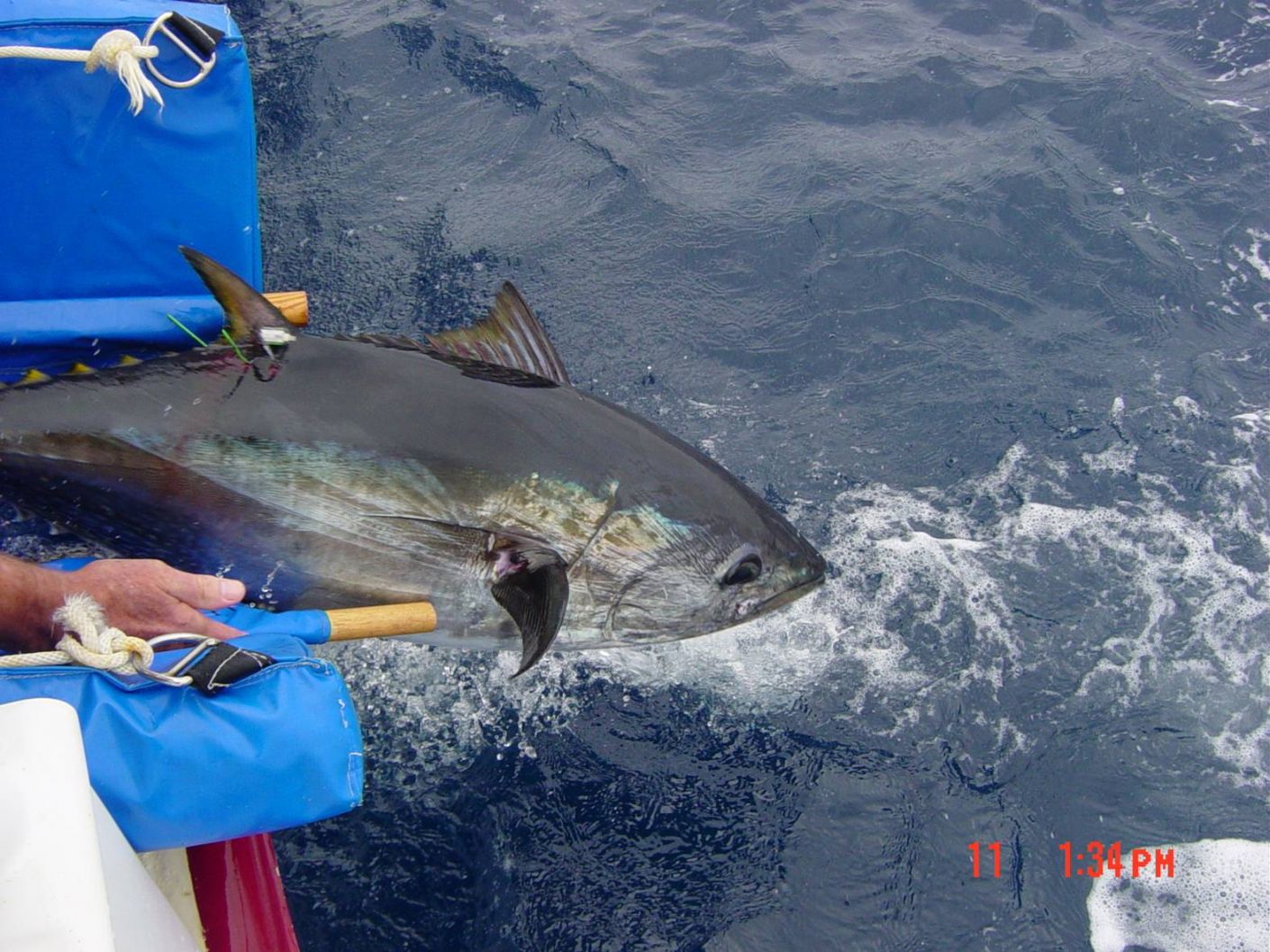 Tunas, sharks and ships at sea | Stanford Report