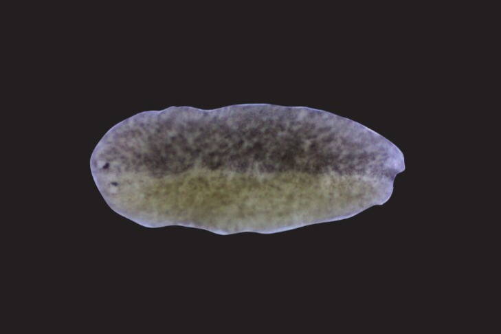 Flatworms reveal explosive new type of immune cell | Stanford Report