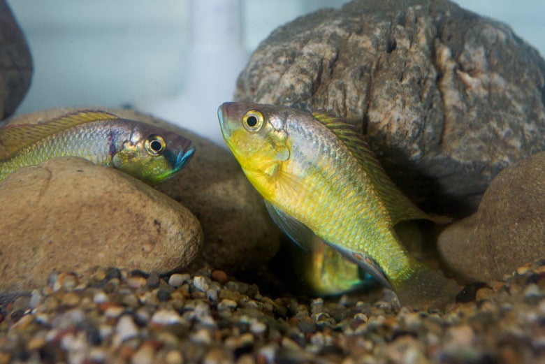 Stanford scientists identify genetic switch for female sexual behavior ...